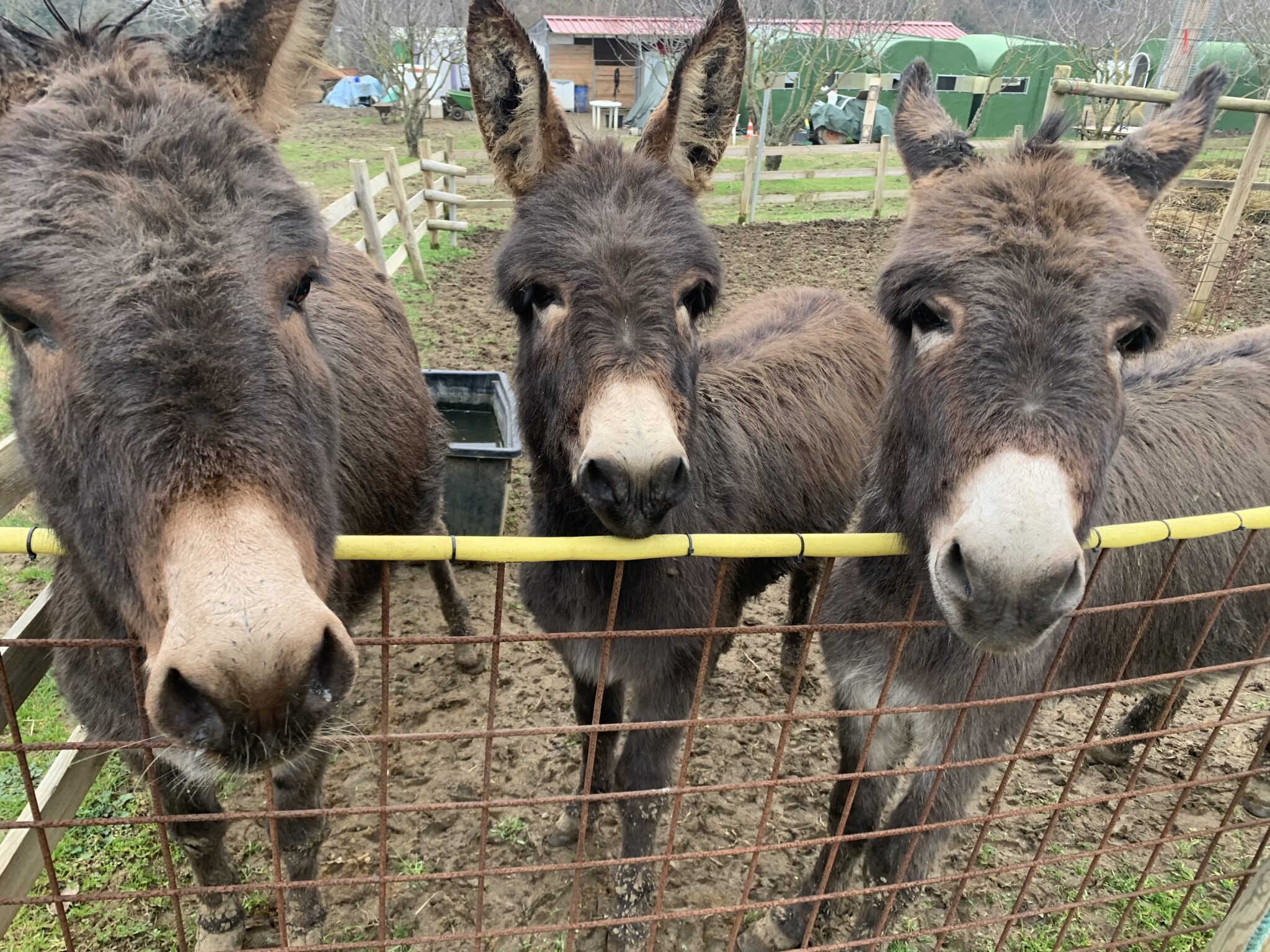 Gli animali della fattoria | Fattoria Didattica La G.RAFFA